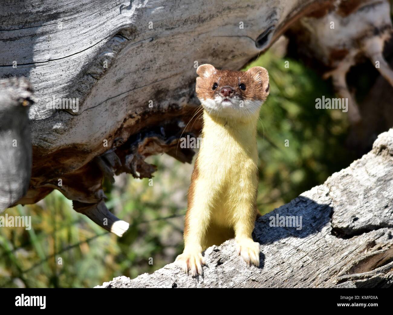 A long-tailed weasel peaks out from between two logs at the Seedskadee ...