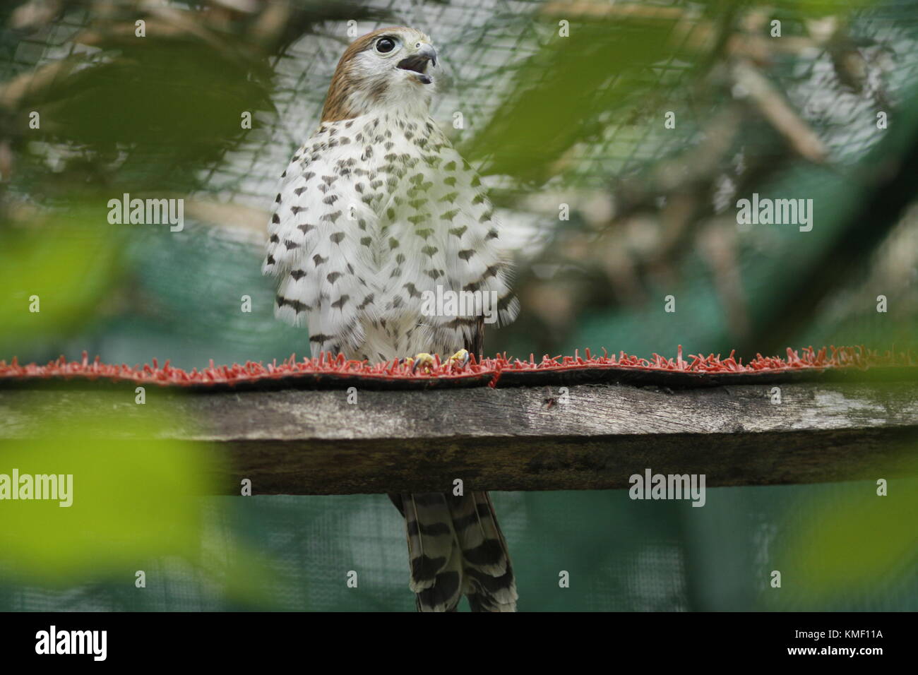 Hacking of young birds were improved hi-res stock photography and ...