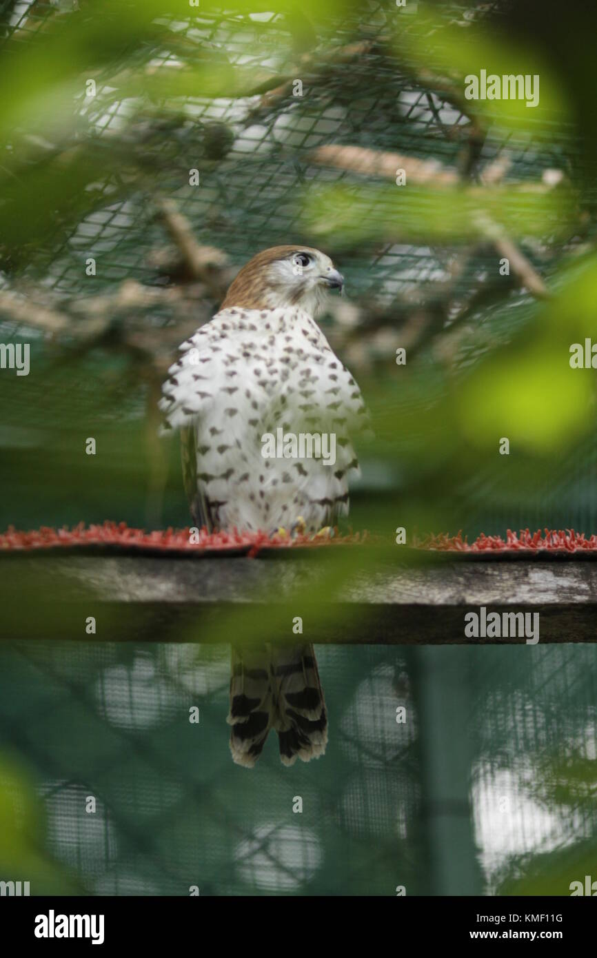Hacking of young birds were improved hi-res stock photography and ...
