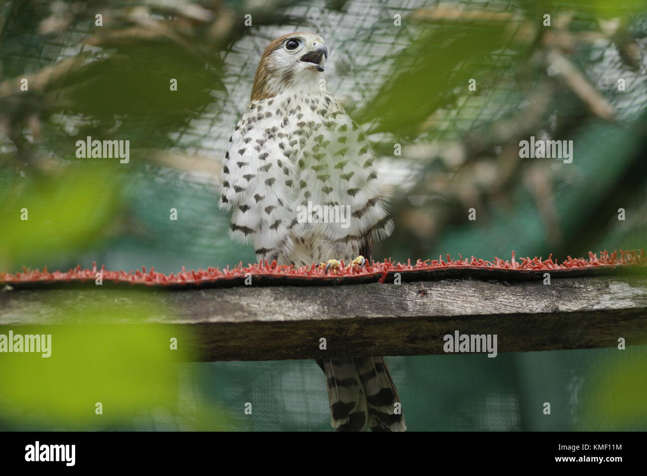 Hacking of young birds were improved hi-res stock photography and ...