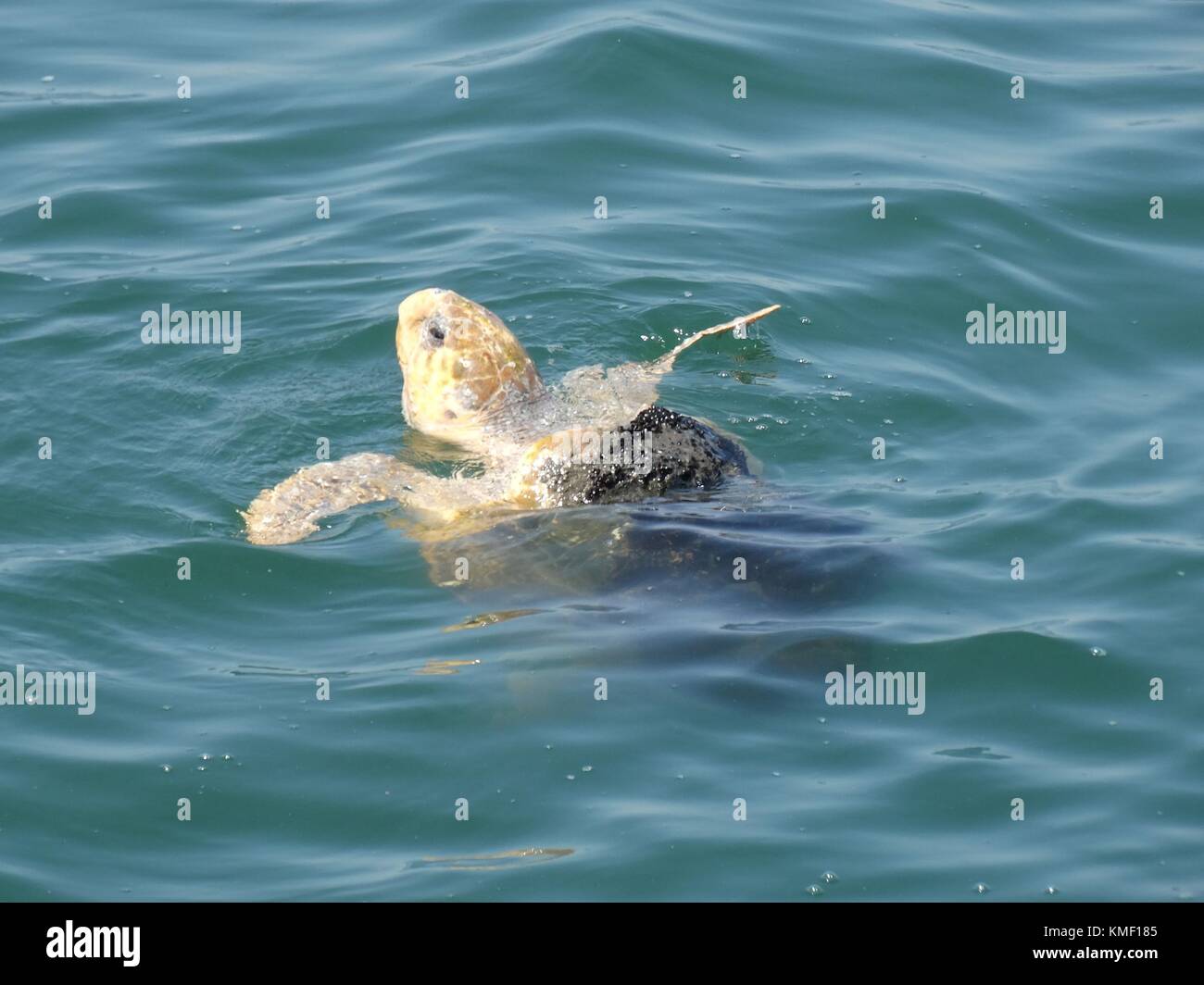 U.S. Coast Guard officers and scientists from the Sea Turtle Recovery ...
