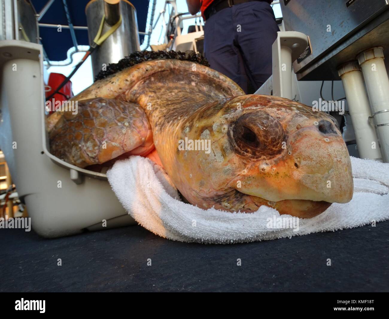 U.S. Coast Guard officers and scientists from the Sea Turtle Recovery ...
