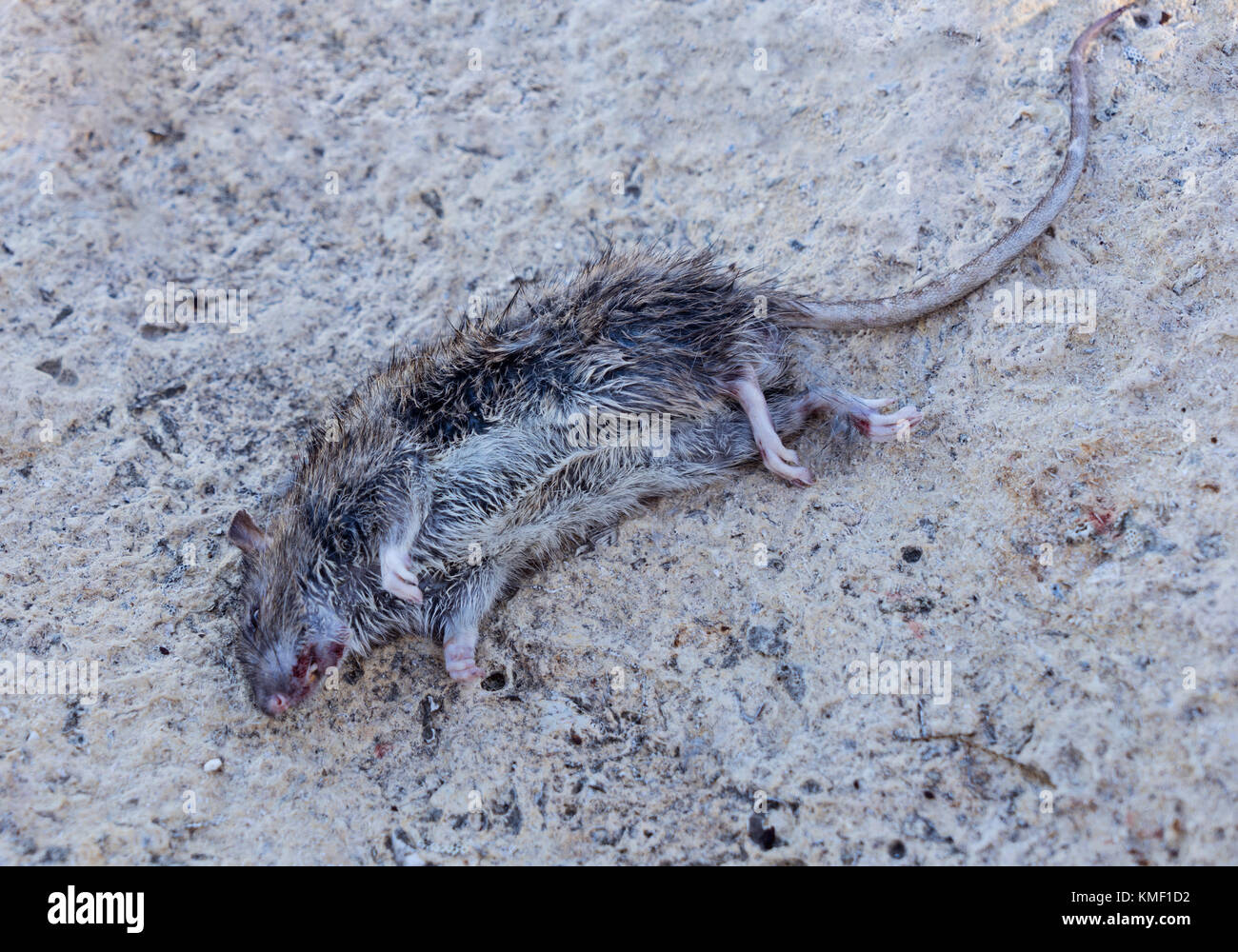 Rodent Fact, Identification. Rat Rodent Control is Sanitation ...