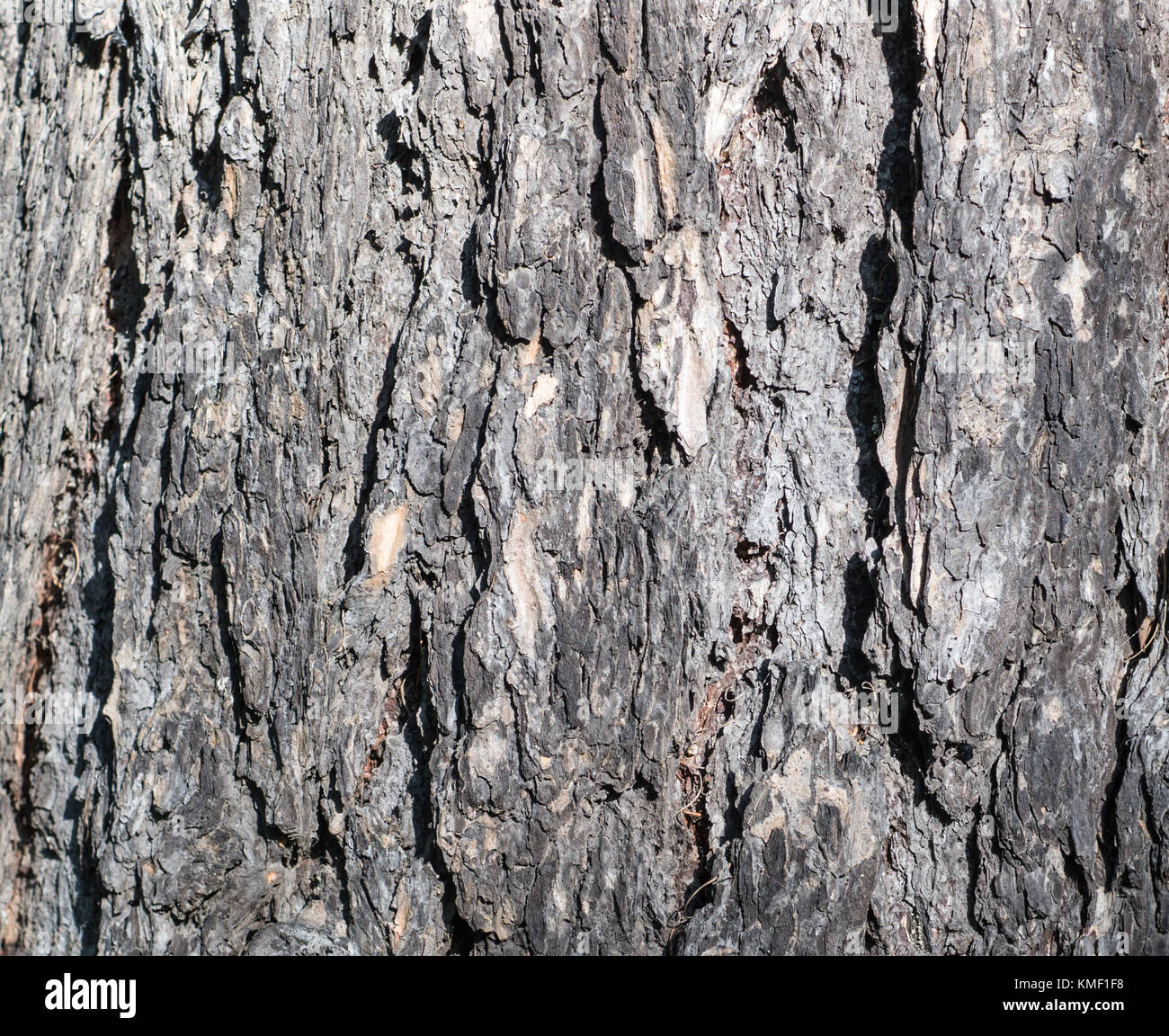 gray tree bark texture of a pine trunk. closeup, texture, background ...