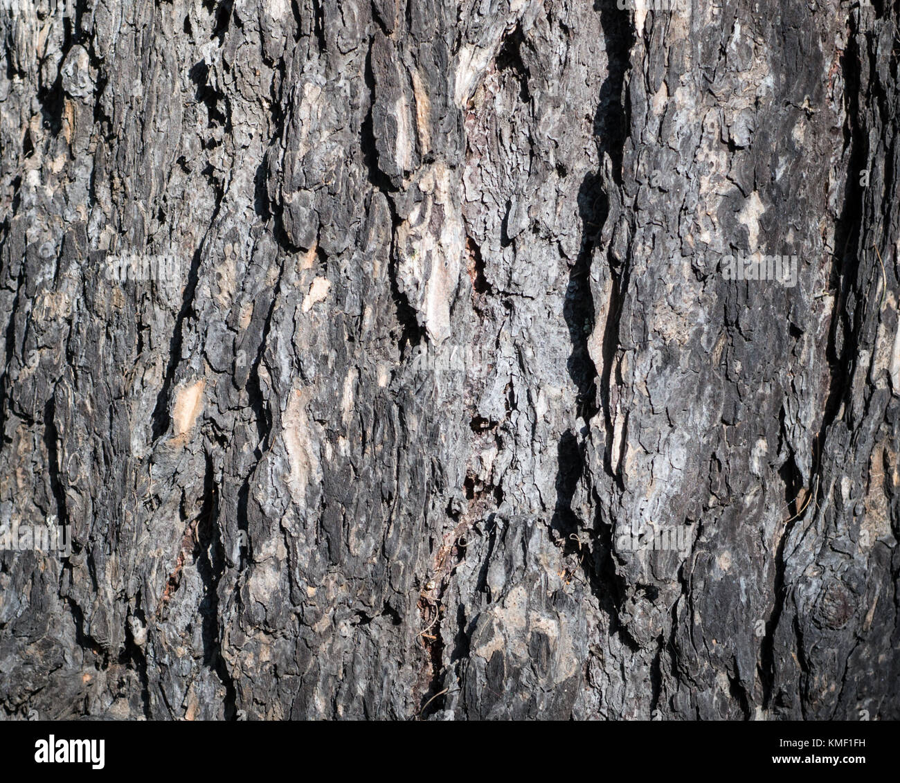gray tree bark texture of a pine trunk. closeup, texture, background ...