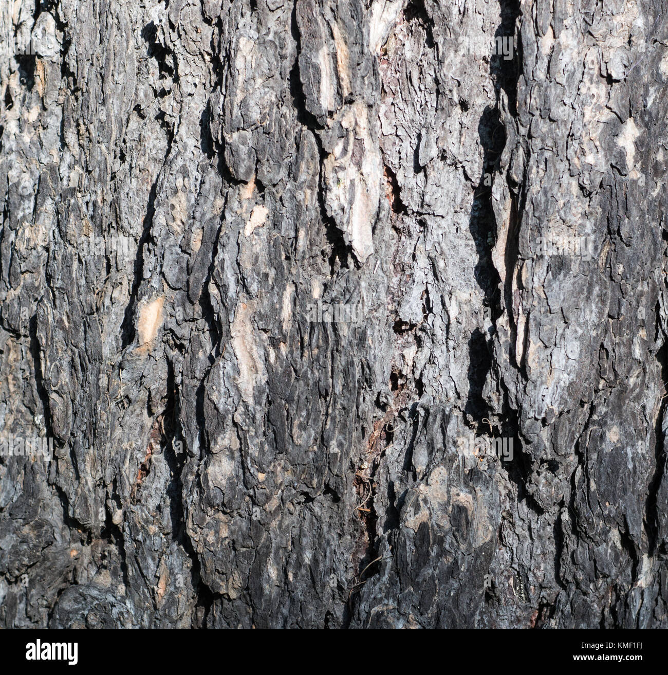 gray tree bark texture of a pine trunk. closeup, texture, background ...