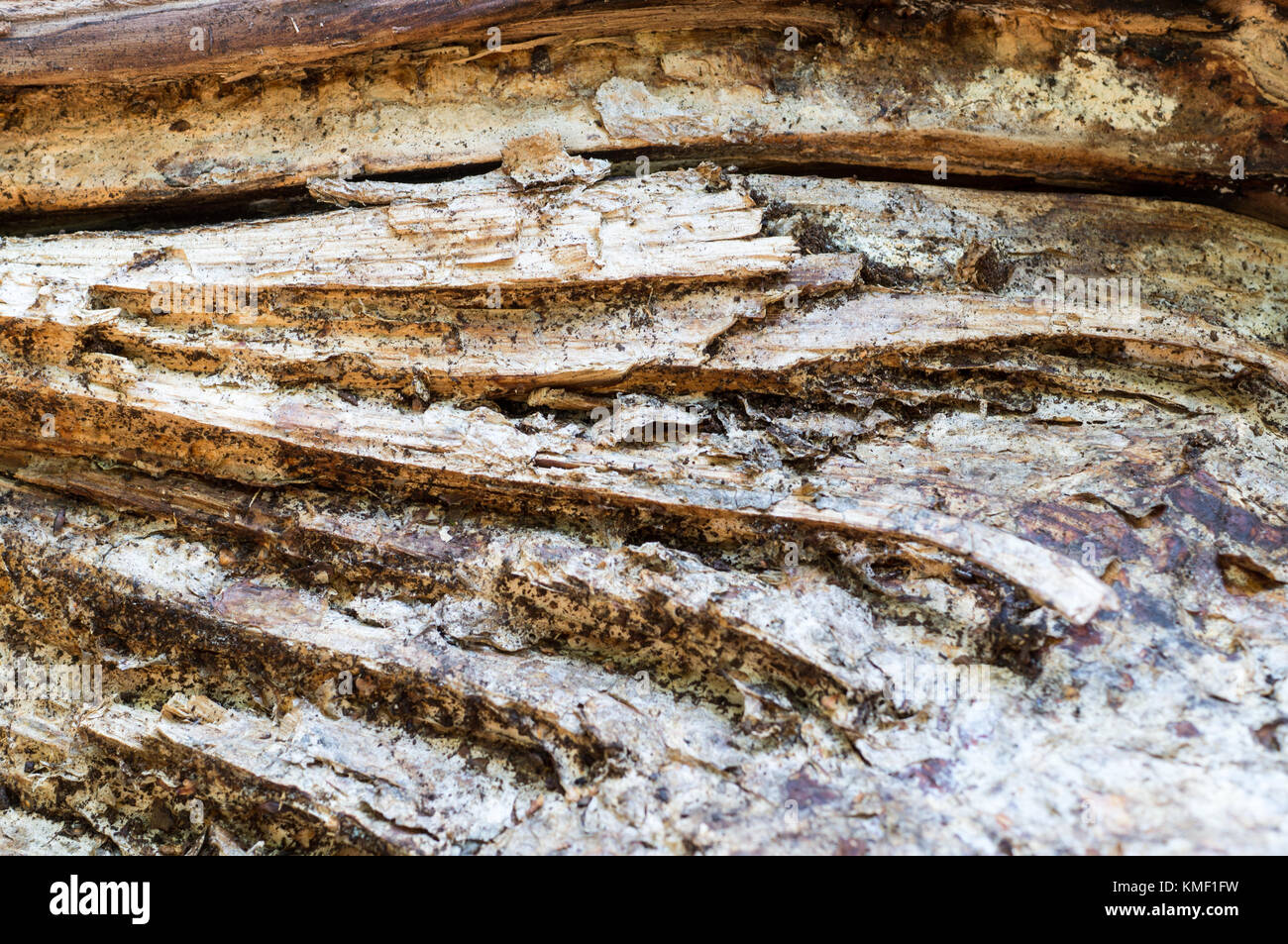 detailed rough texture of fallen wood for background. surface, abstract ...