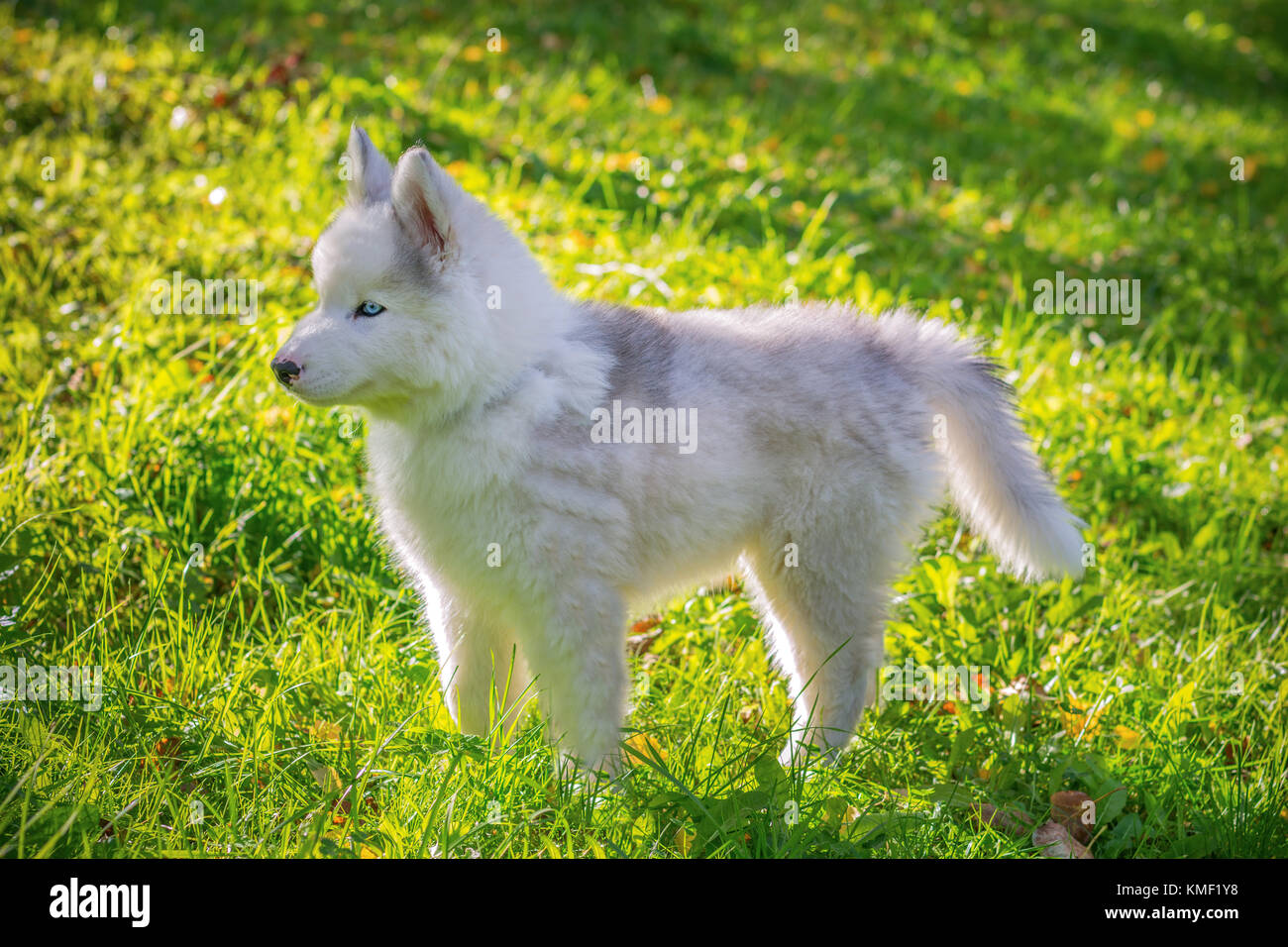 Siberian husky puppy playing in green grass Stock Photo - Alamy