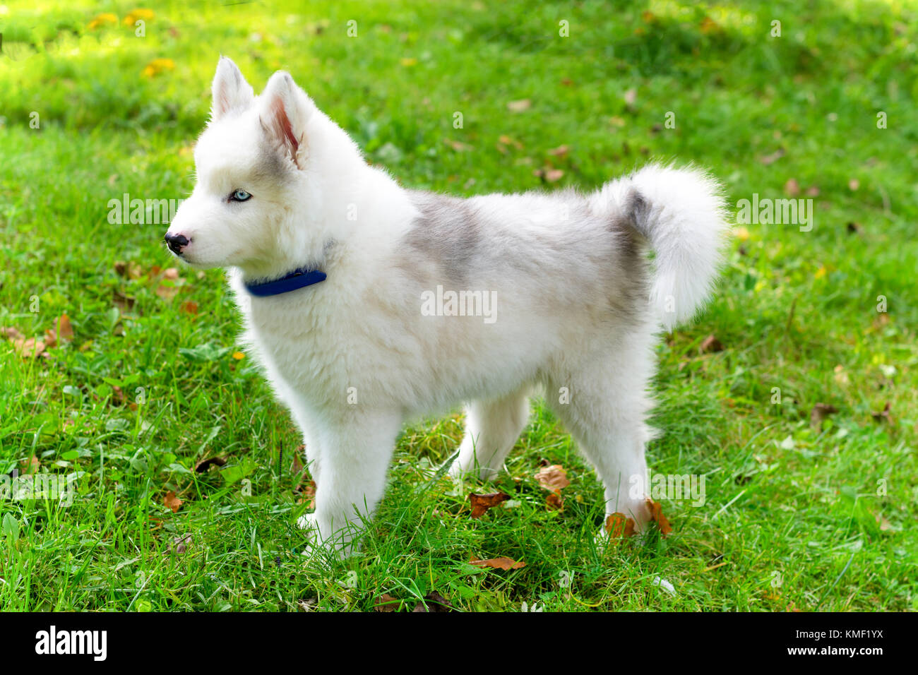 Siberian husky puppy playing in green grass Stock Photo - Alamy