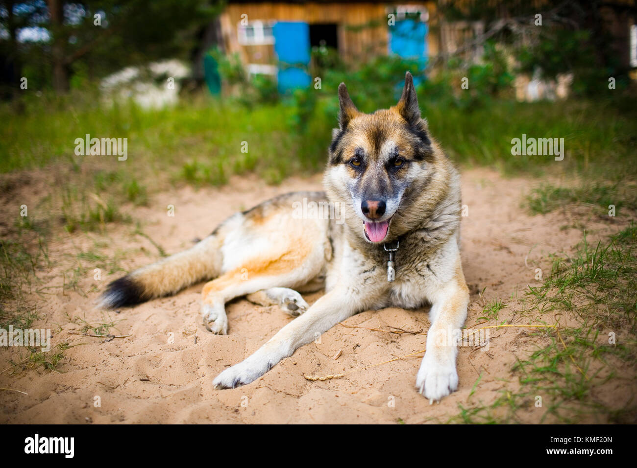 Portrait of an adult and a very intelligent dog on the nature. Mixed ...