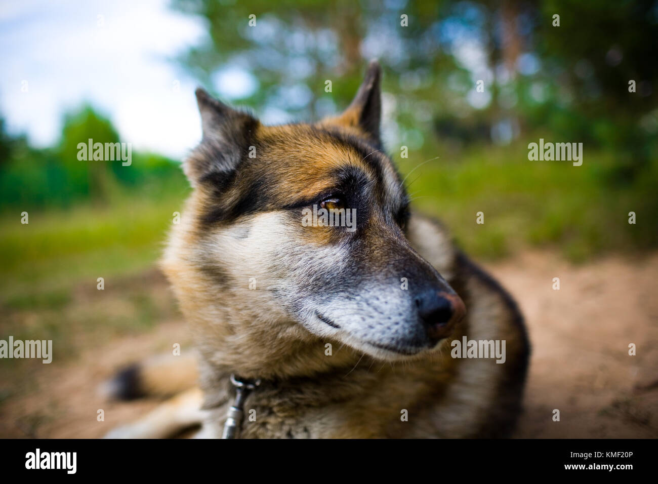 Portrait of an adult and a very intelligent dog on the nature. Mixed ...