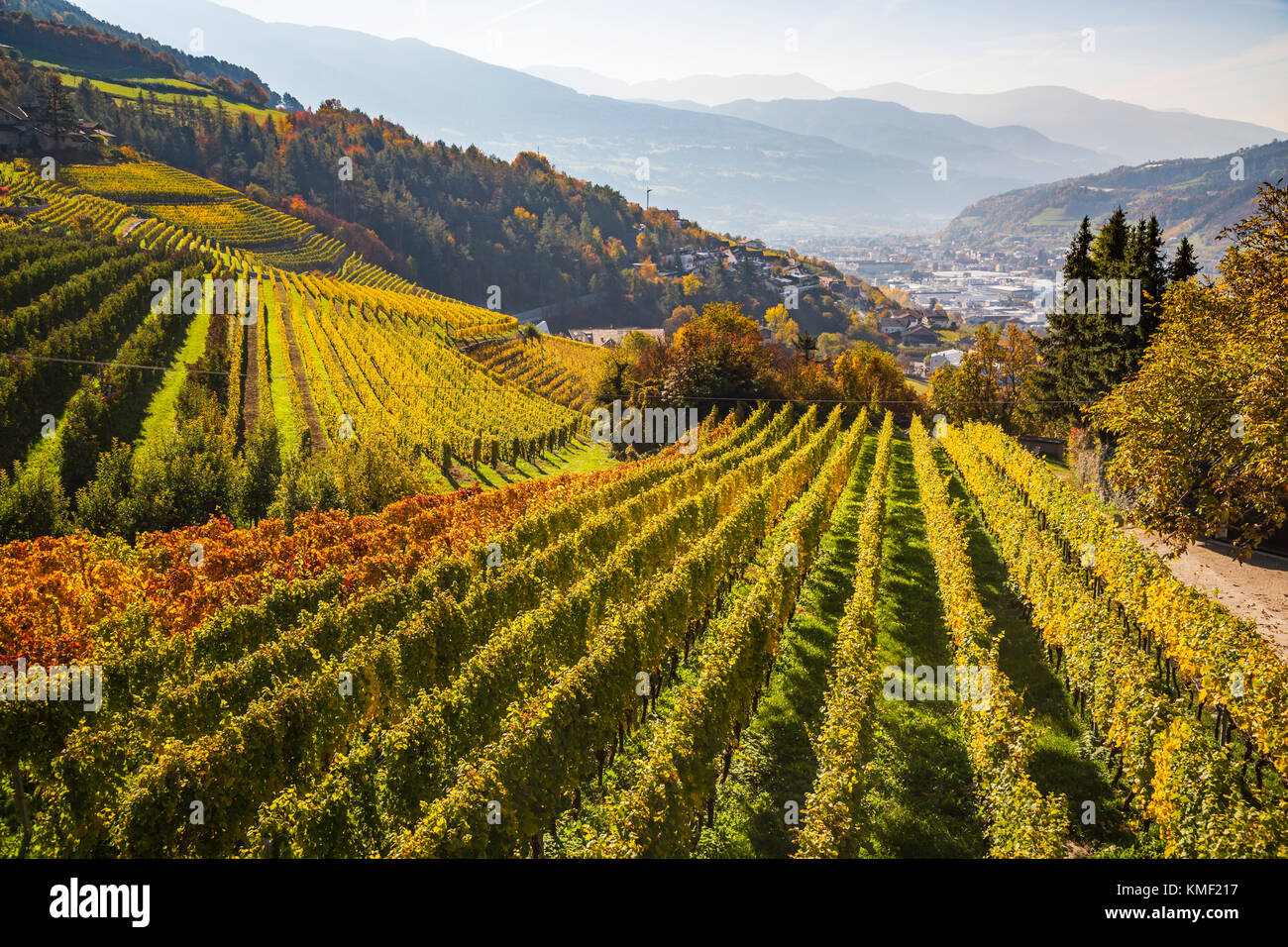 Vineyards in fall color on the mountain slopes above the village of ...