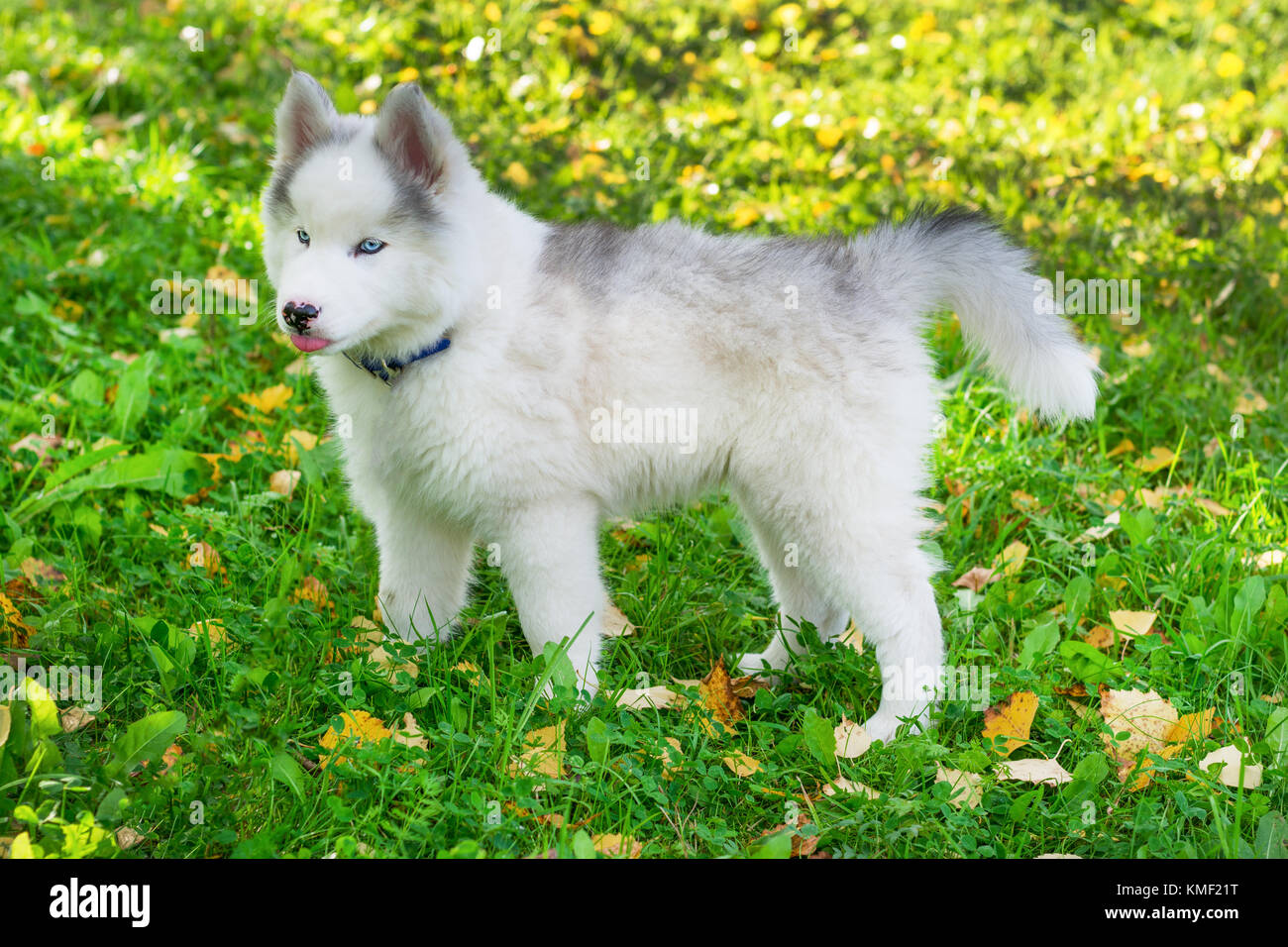 Siberian husky puppy playing in green grass Stock Photo - Alamy