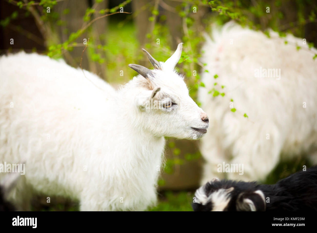 Young goat grazes in spring hi-res stock photography and images - Alamy