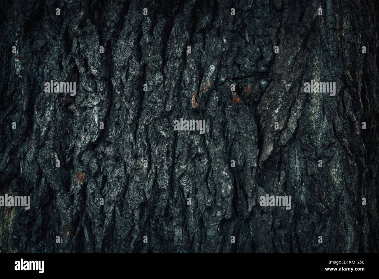 old wood tree bark texture with green moss Stock Photo - Alamy
