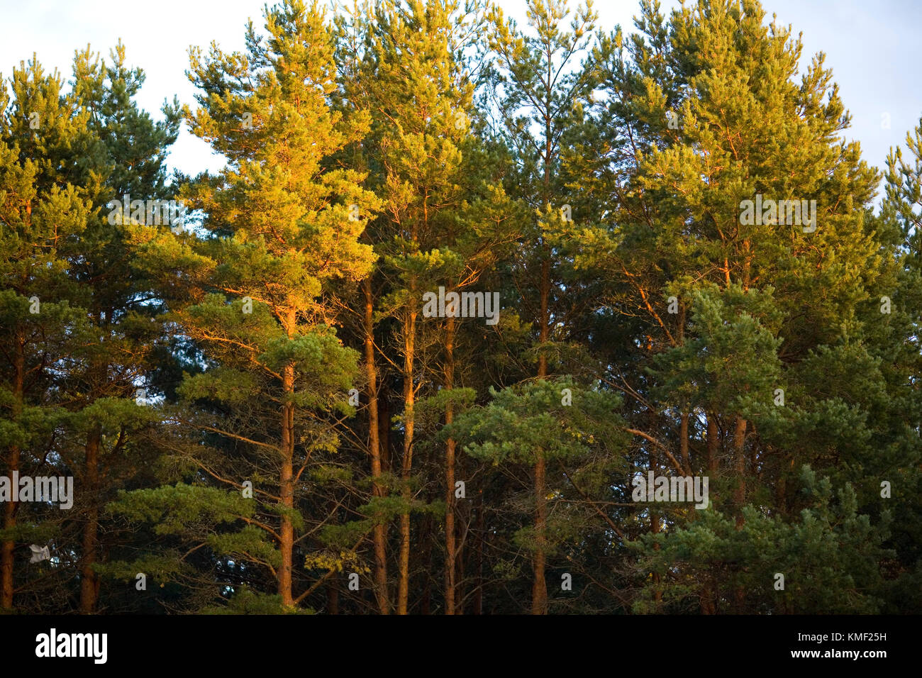 The tops of pine trees at sunset Stock Photo - Alamy