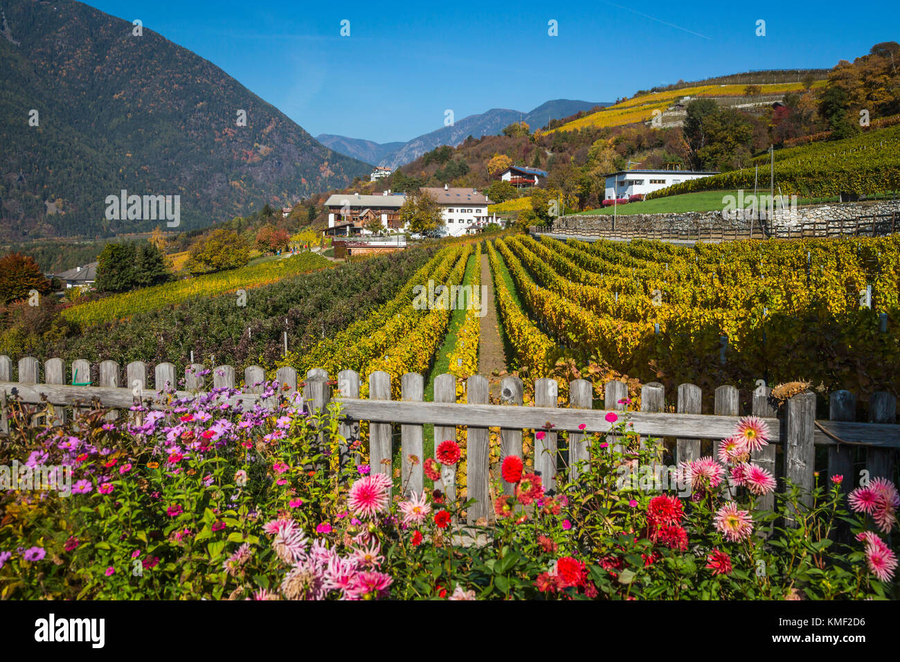 Vineyards in fall color on the mountain slopes above the village of ...