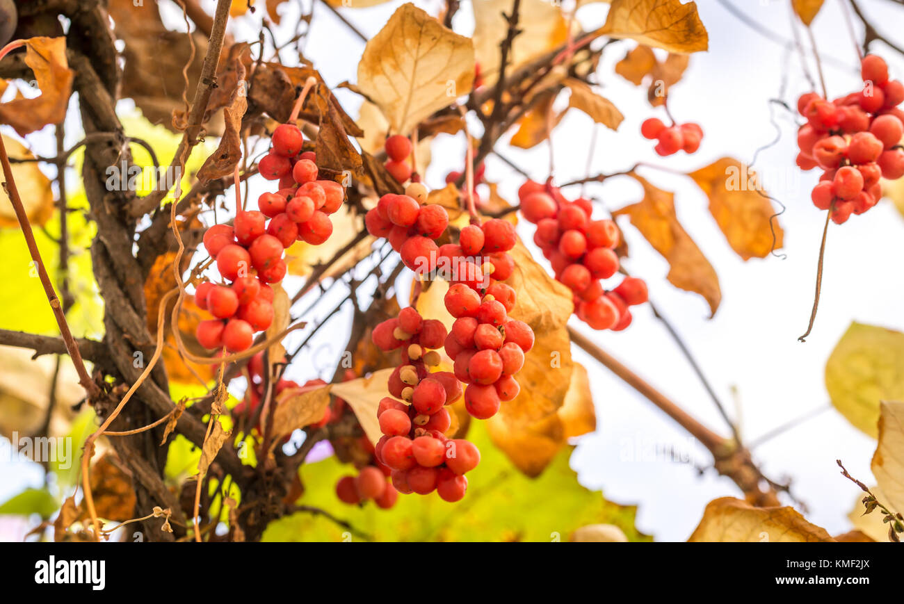 Branch of chinese magnolia vine berries Stock Photo - Alamy
