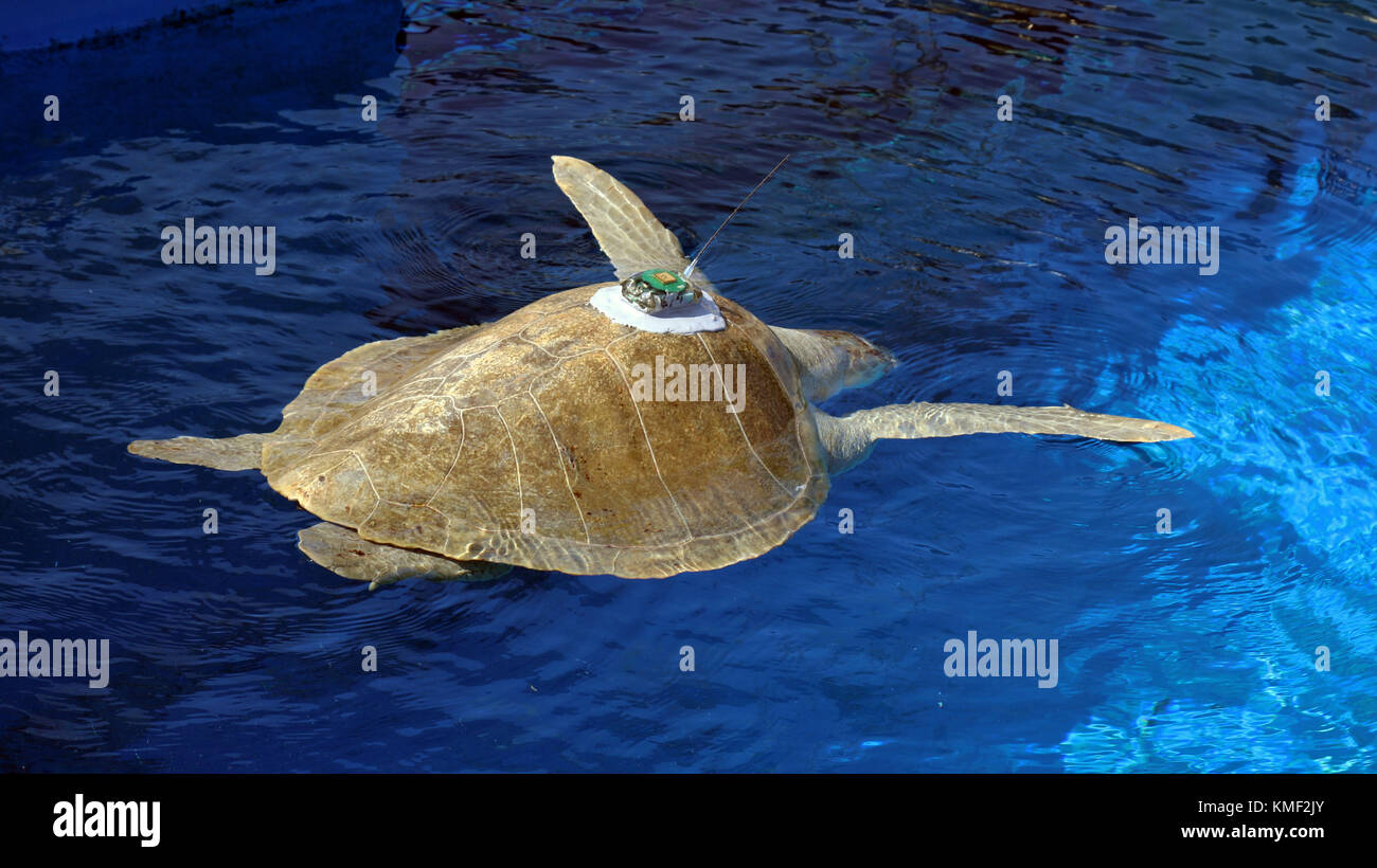SeaWorld biologists install a GPS tracker on an olive ridley sea turtle ...