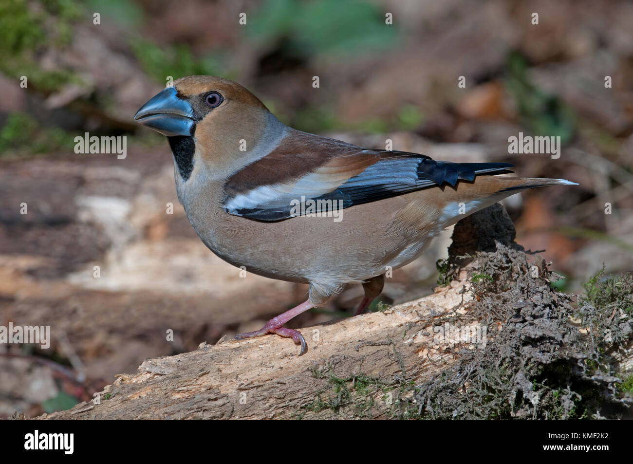 Male Hawfinch-Coccothraustes coccothraustes Stock Photo - Alamy