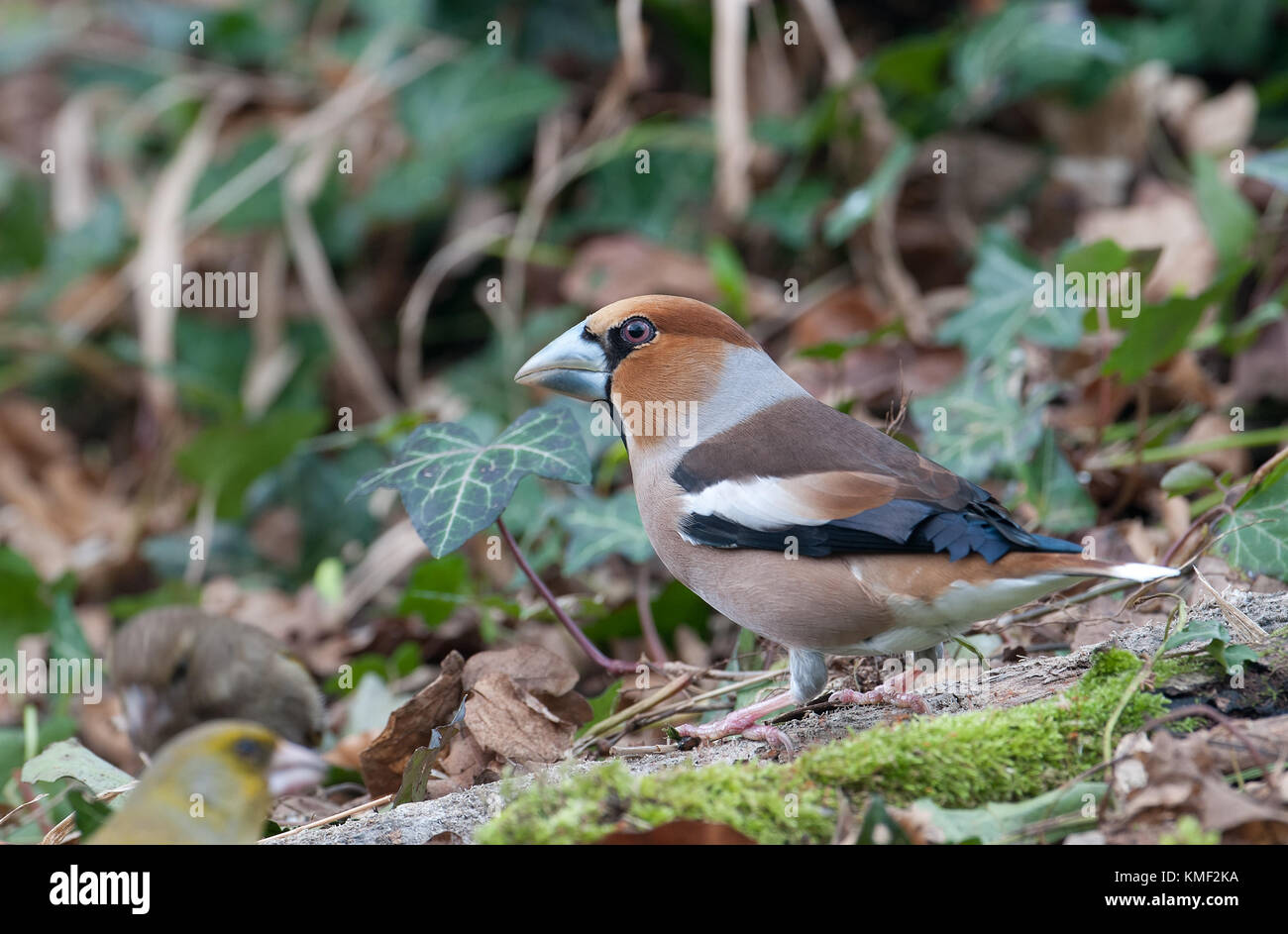 Male and female hawfinch hi-res stock photography and images - Alamy