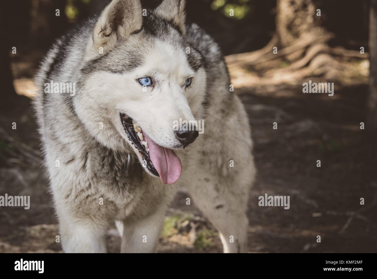Siberian husky dog smiling in the summer Stock Photo - Alamy