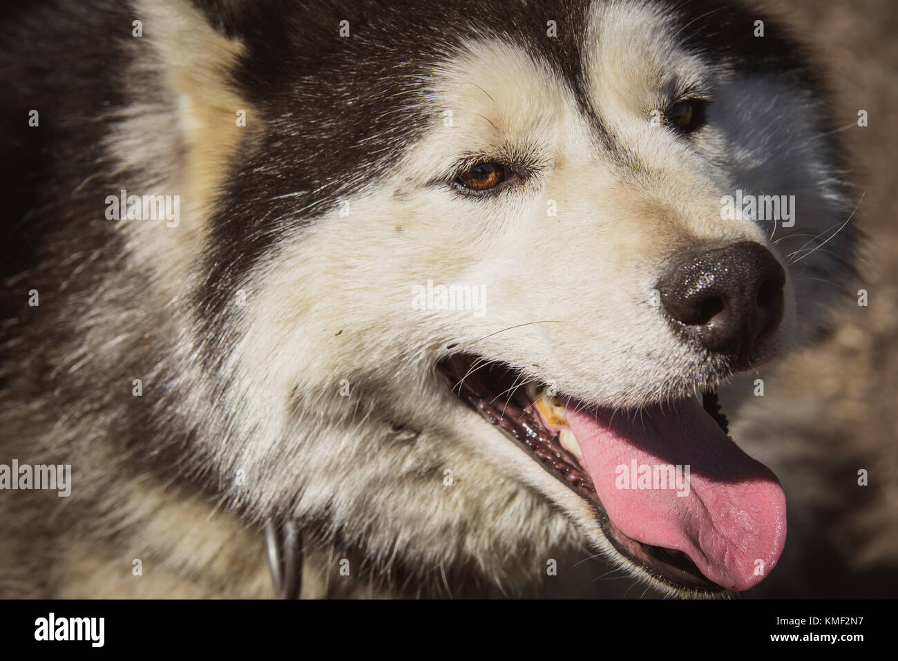 Siberian husky dog smiling in the summer Stock Photo - Alamy