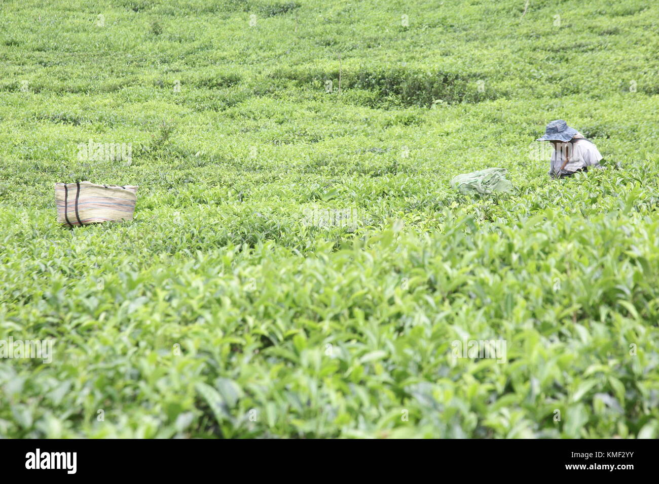 Bois Cheri Tea Factory, offer a range of flavoured black teas such as ...