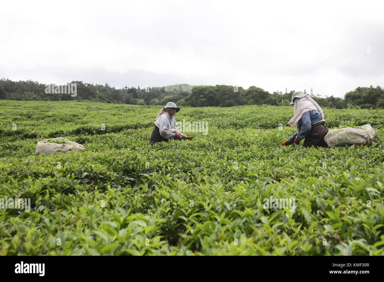 Bois cheri road hi-res stock photography and images - Alamy