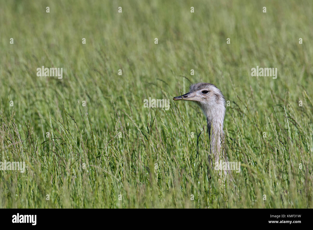 Invasive bird species hi-res stock photography and images - Alamy