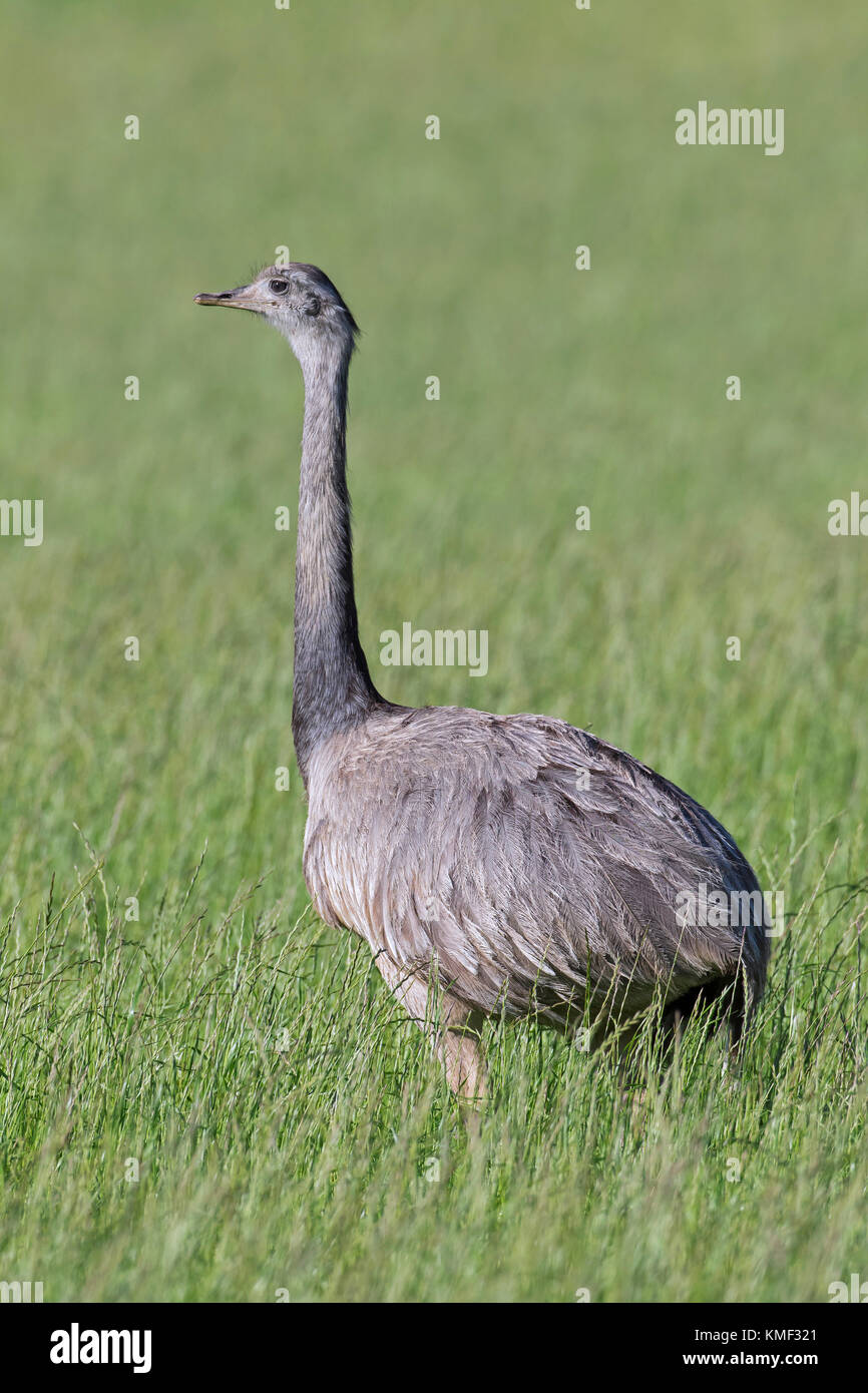 Female species hi-res stock photography and images - Alamy