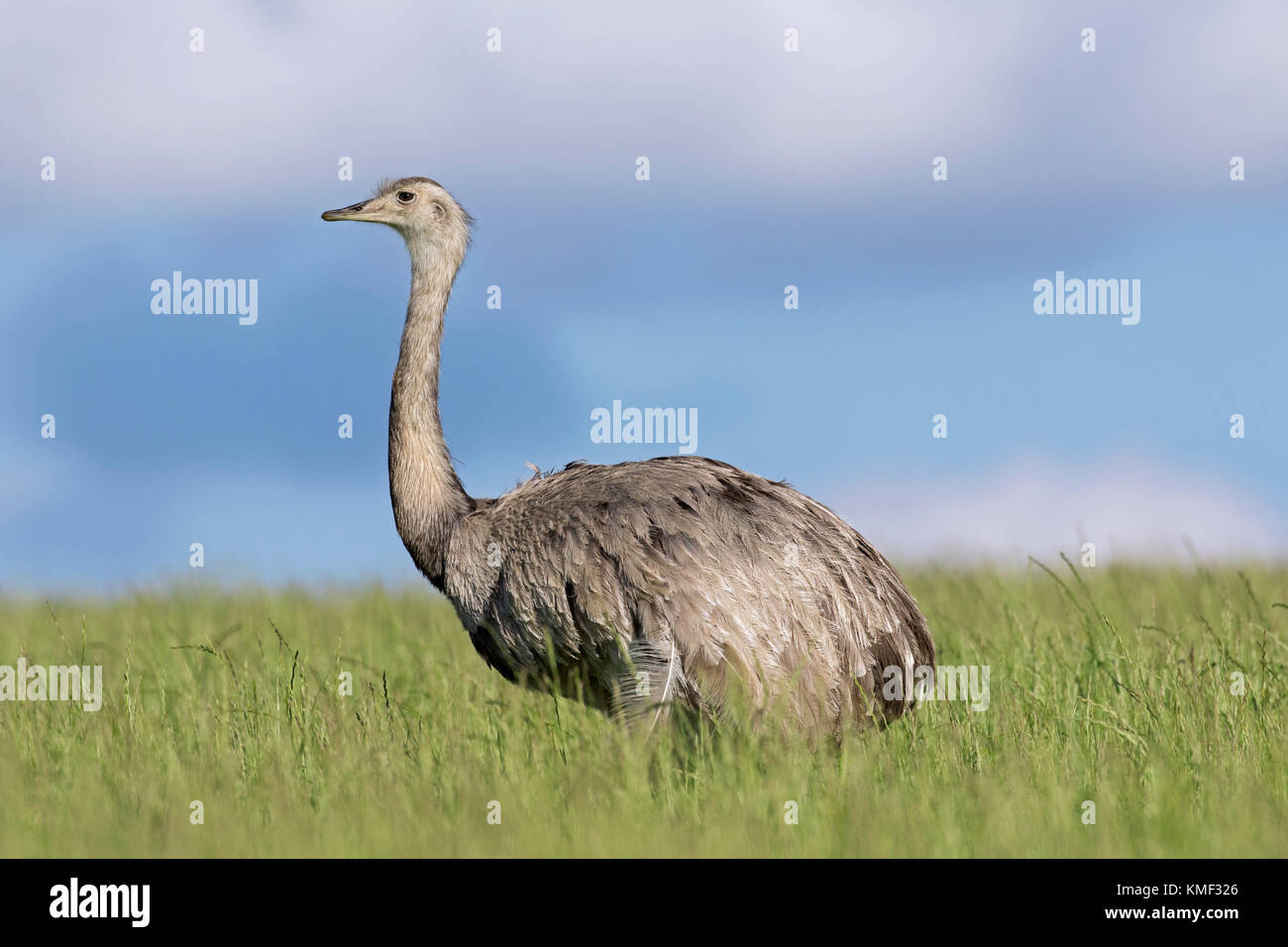 Female species hi-res stock photography and images - Alamy