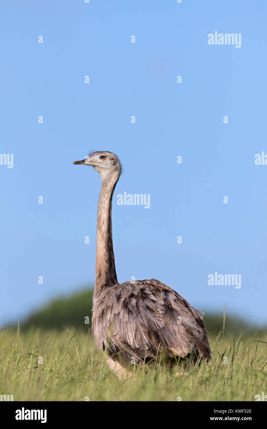 Female species hi-res stock photography and images - Alamy