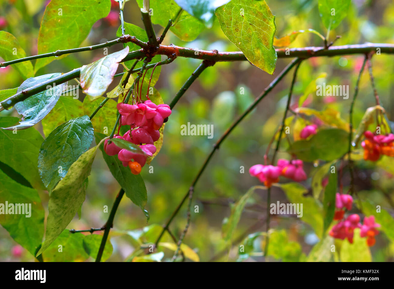 image, deciduous shrub Euonymus, Euonymus autumn close-up Stock Photo ...