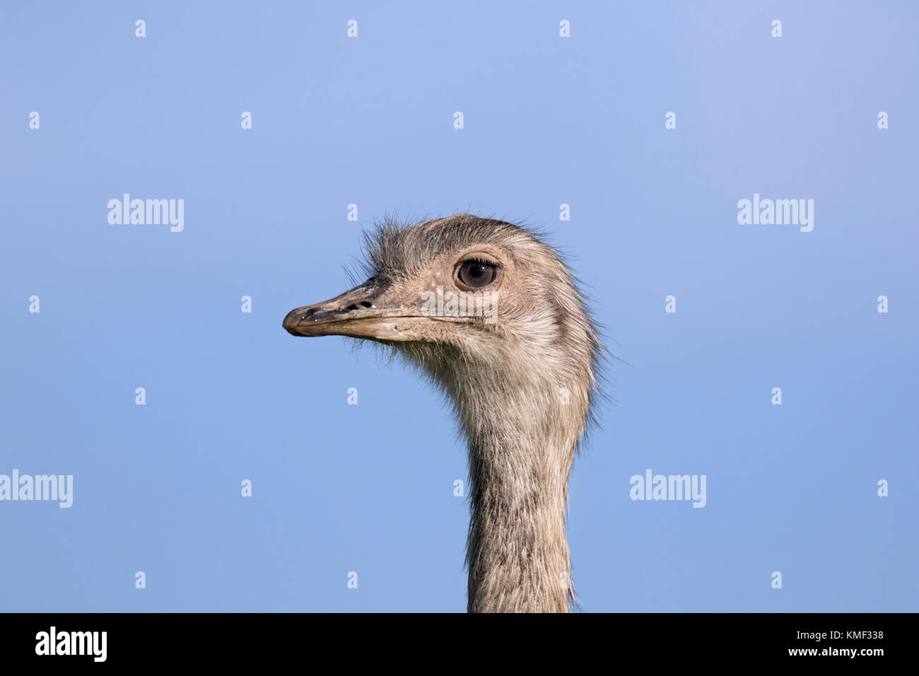 Female species hi-res stock photography and images - Alamy