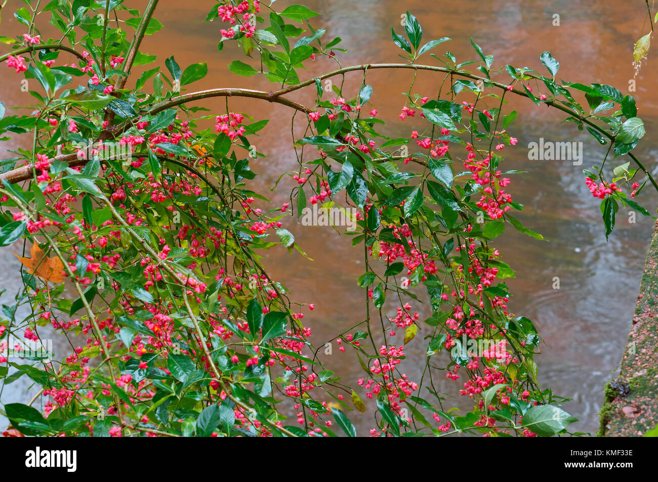 image, deciduous shrub Euonymus, Euonymus autumn close-up Stock Photo ...