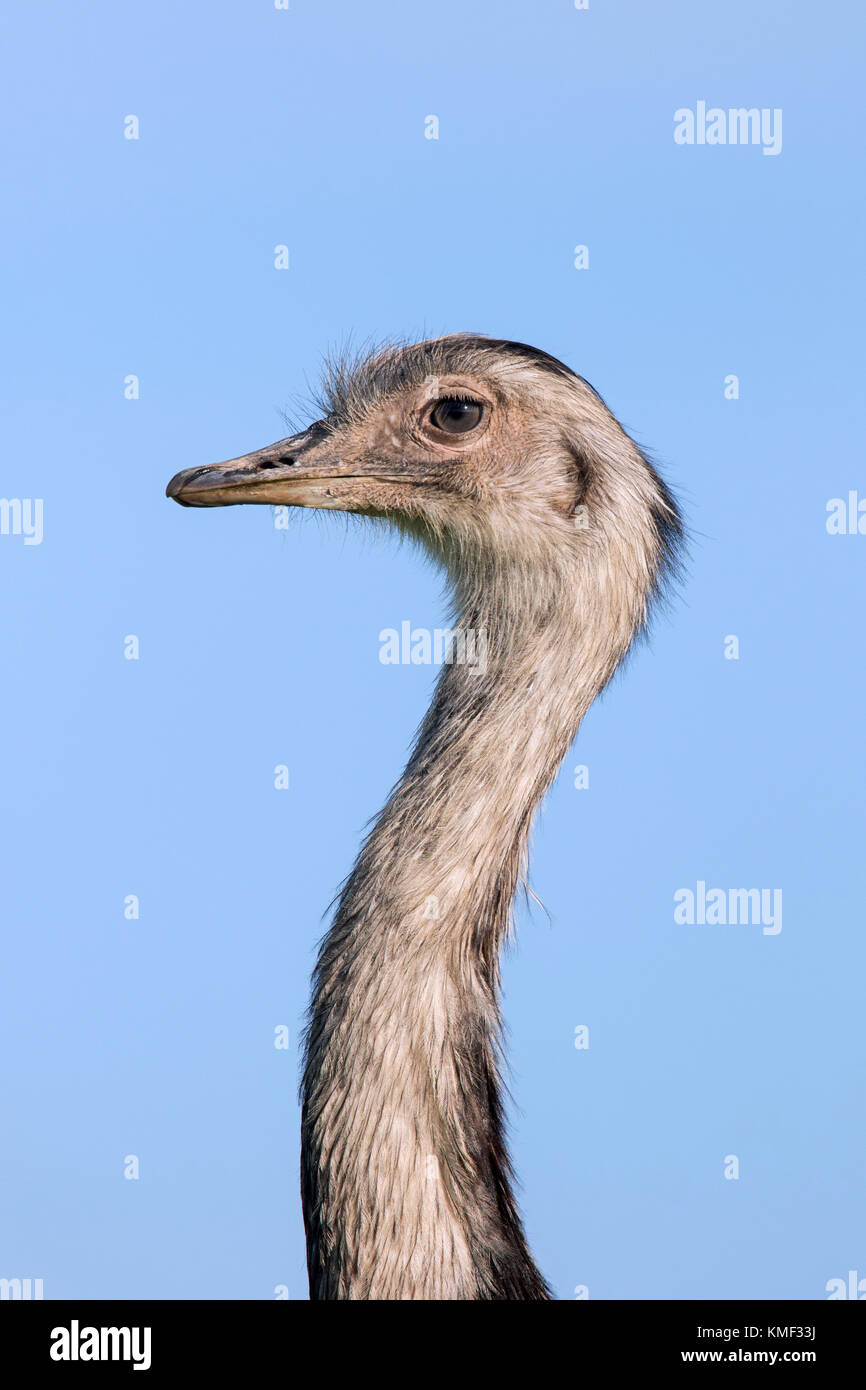 Female species hi-res stock photography and images - Alamy