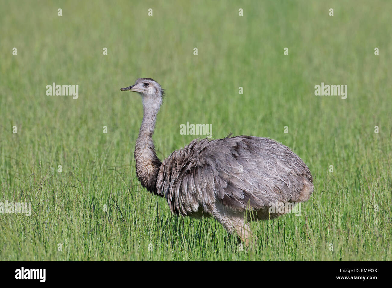 Male rhea hi-res stock photography and images - Alamy