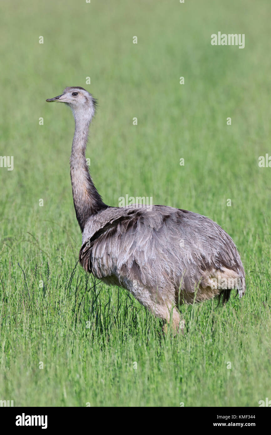 Male rhea hi-res stock photography and images - Alamy