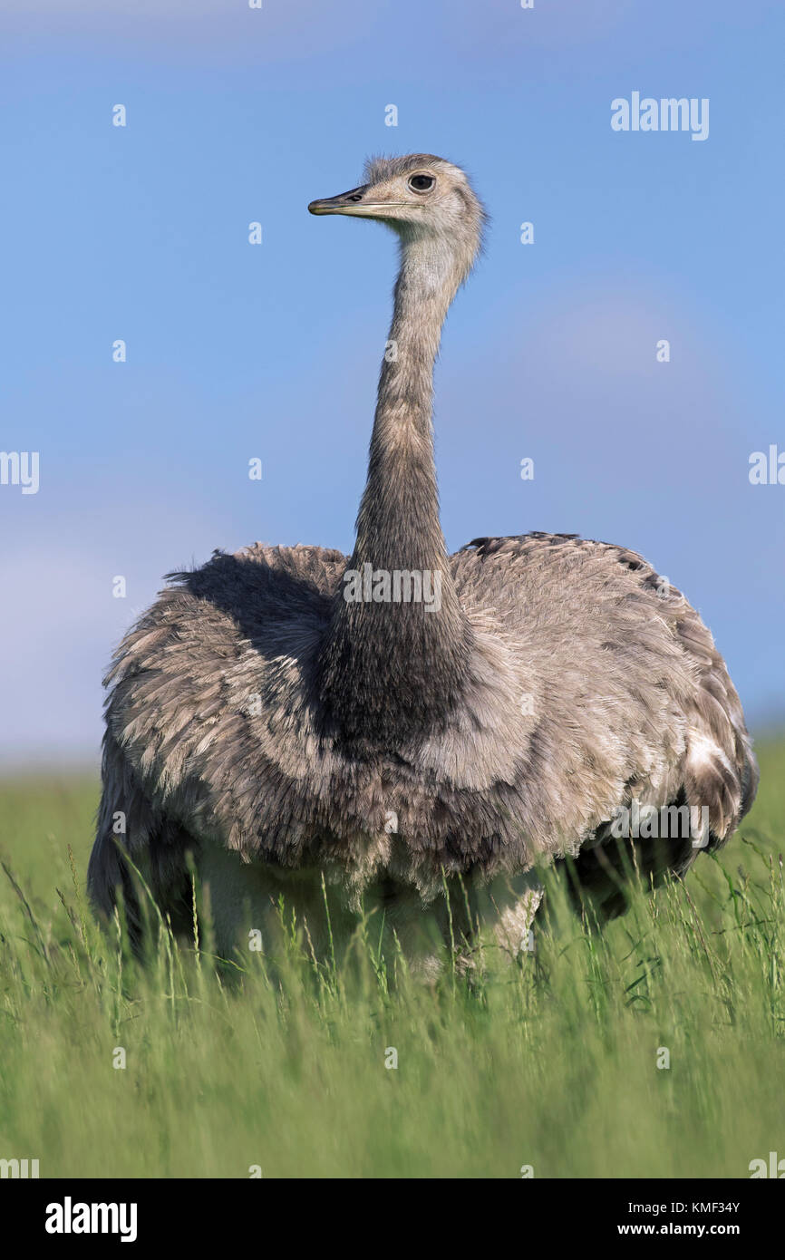 The male species hi-res stock photography and images - Alamy