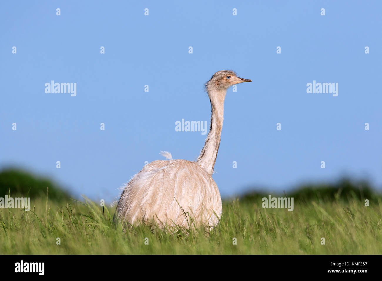 White Rhea High Resolution Stock Photography and Images - Alamy