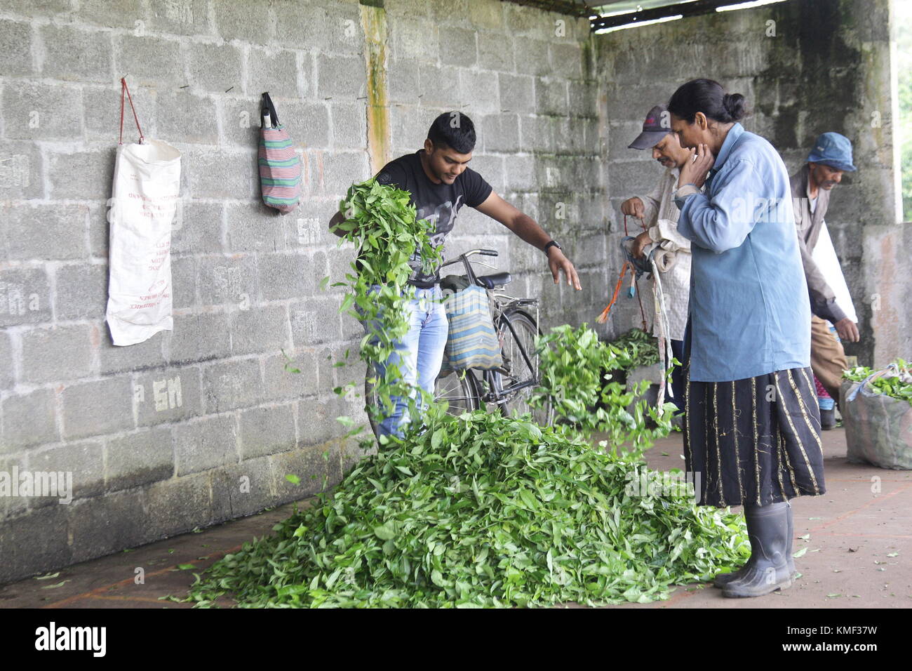 Bois Cheri Tea Factory, offer a range of flavoured black teas such as ...