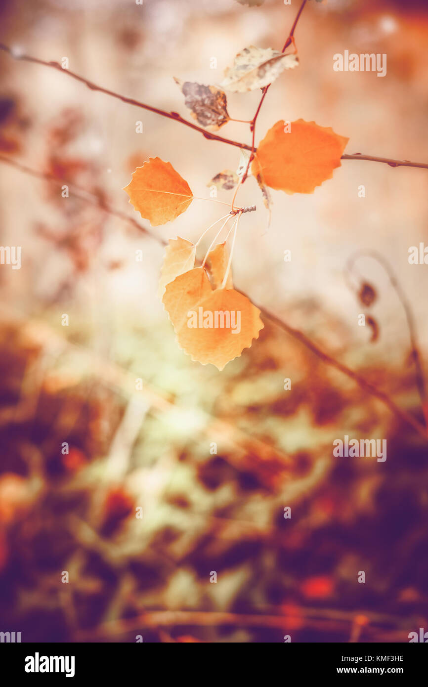 Lovely autumn nature background with yellow leaves, outdoor fall ...