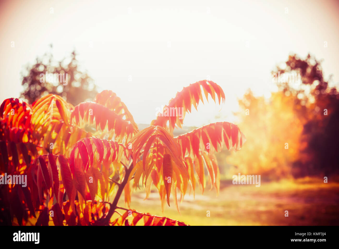 Autumn landscape with red foliage of Staghorn Sumac tree, fall outdoor ...