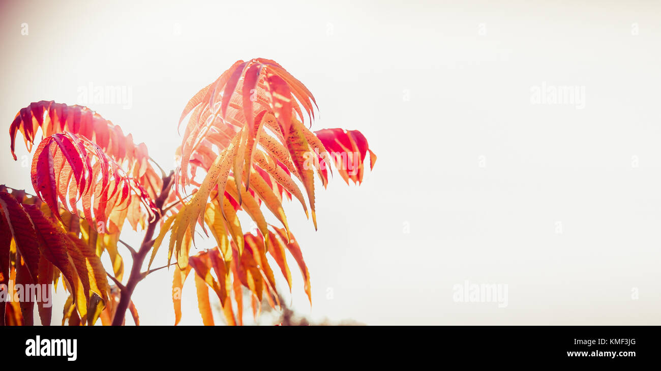 Autumn red color foliage, fall nature background, banner Stock Photo ...