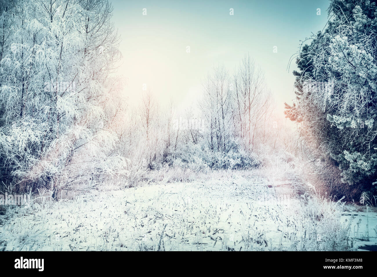 Winter landscape with snow, field , trees and frozen grasses Stock ...