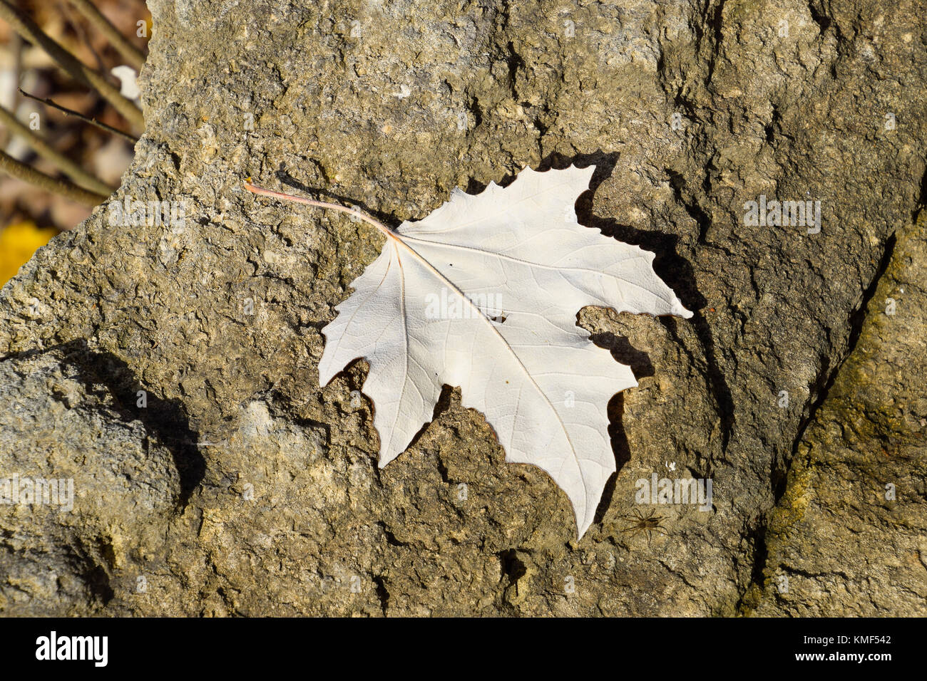 Inverted maple leaf hi-res stock photography and images - Alamy