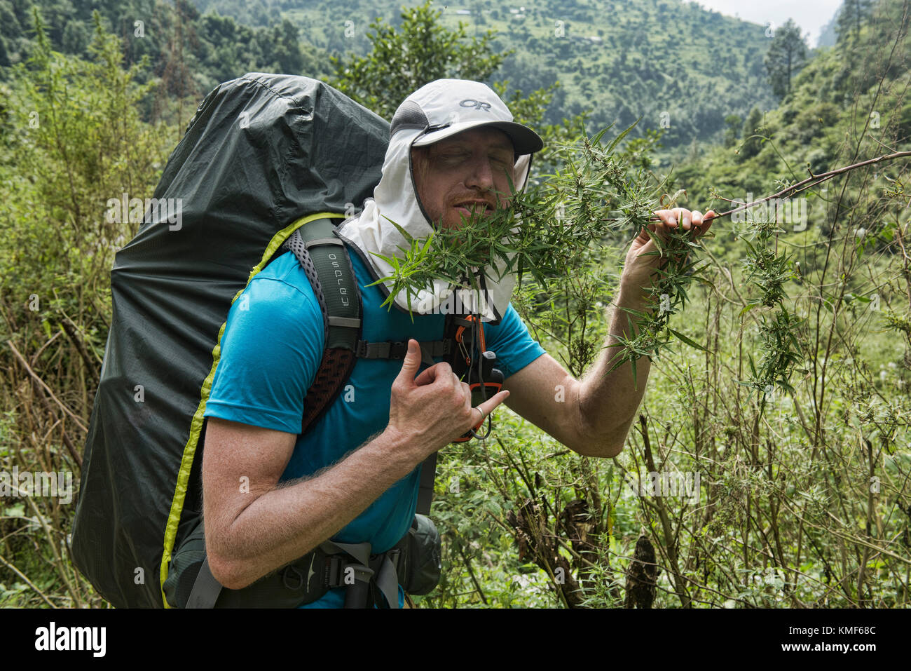 Marijuana grows like a wild weed in the Himalayas, Manaslu Circuit ...