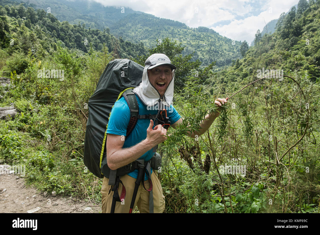 Marijuana grows like a wild weed in the Himalayas, Manaslu Circuit ...