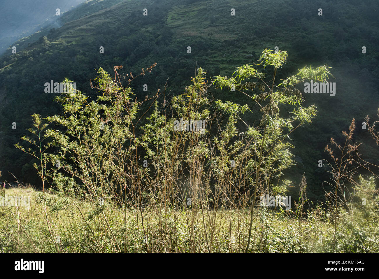 Marijuana grows like a wild weed in the Himalayas, Manaslu Circuit ...